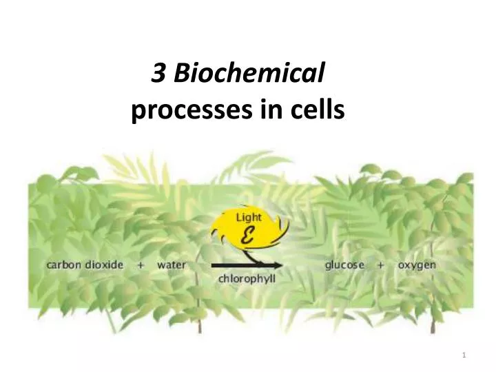 PPT - 3 Biochemical processes in cells PowerPoint Presentation, free ...
