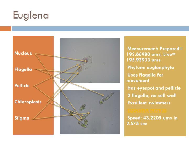 PPT - Protist Lab PowerPoint Presentation - ID:2395212