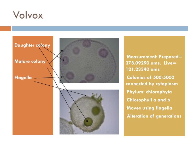 PPT - Protist Lab PowerPoint Presentation - ID:2395212