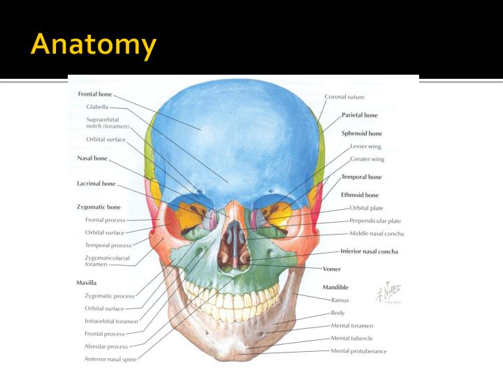 PPT - Maxillofacial Trauma PowerPoint Presentation - ID:2395478