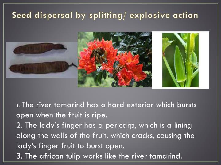 PPT - Characteristics for the different types of seed dispersal ...