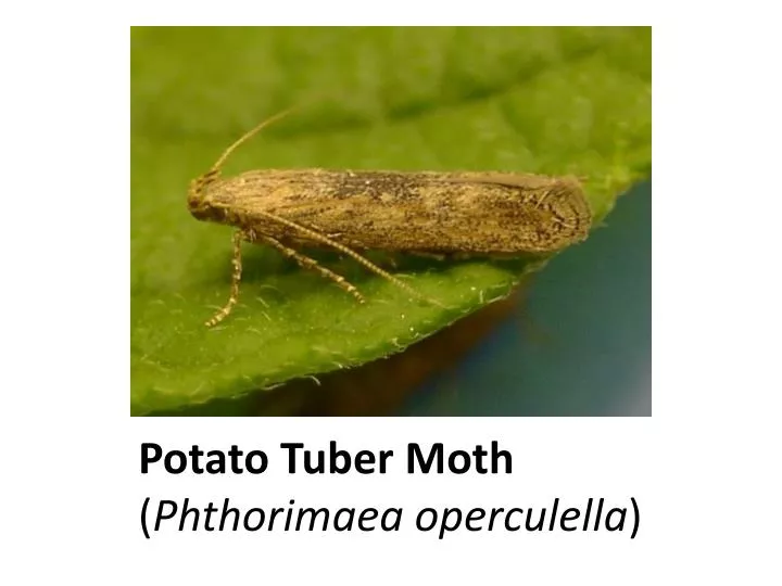 PPT - Potato Tuber Moth ( Phthorimaea operculella ) PowerPoint ...