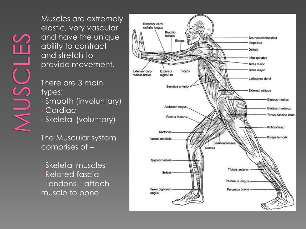 Free Labeling Of Body Movements PPT Basic Anatomy Of 