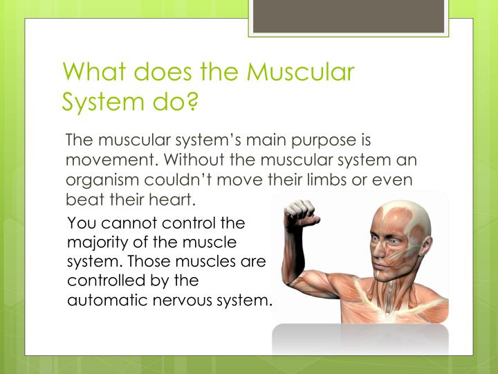 PPT - Muscular System 8A PowerPoint Presentation - ID:2398216