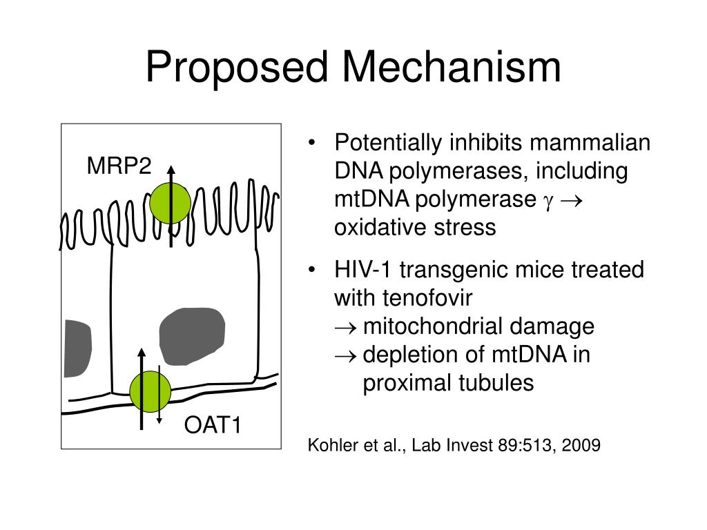 PPT - Tubulointerstitium: New Drugs - New Lesions PowerPoint ...