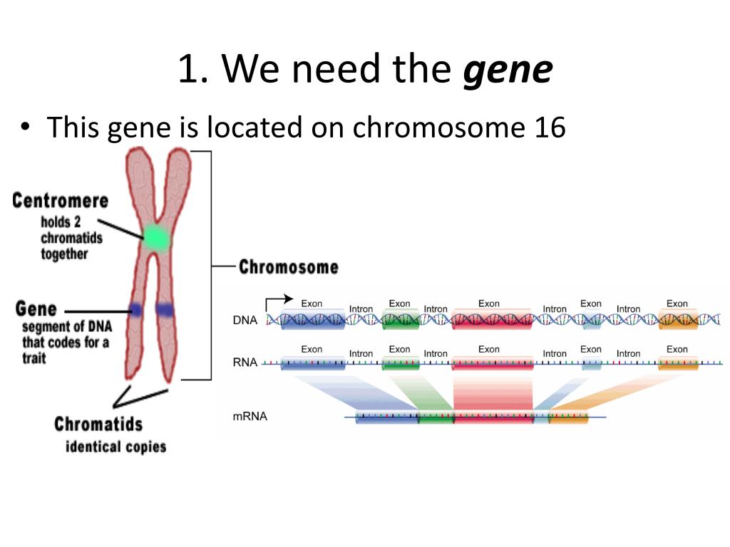 PPT - Genetic Engineering (and other cool molecular biology techniques ...
