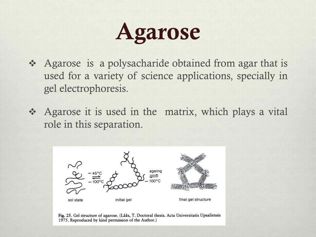 PPT - Biology Genetic Engineering Gel Electrophoresis PowerPoint ...