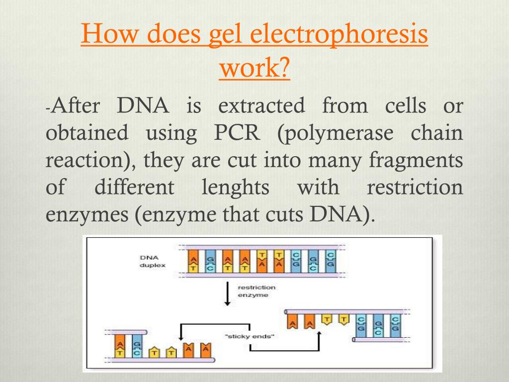 PPT - Biology Genetic Engineering Gel Electrophoresis PowerPoint ...