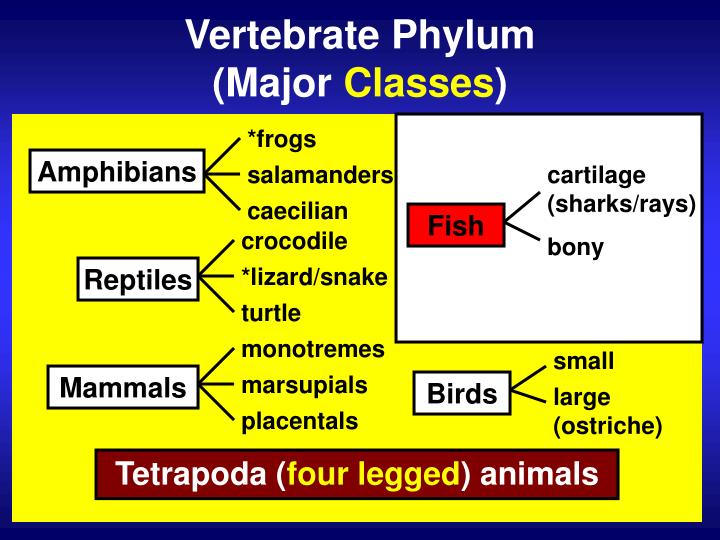 PPT - Eight Major Taxonomic Ranks (Hierarchy of Biological ...