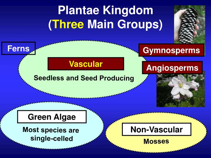 PPT - Eight Major Taxonomic Ranks (Hierarchy of Biological ...
