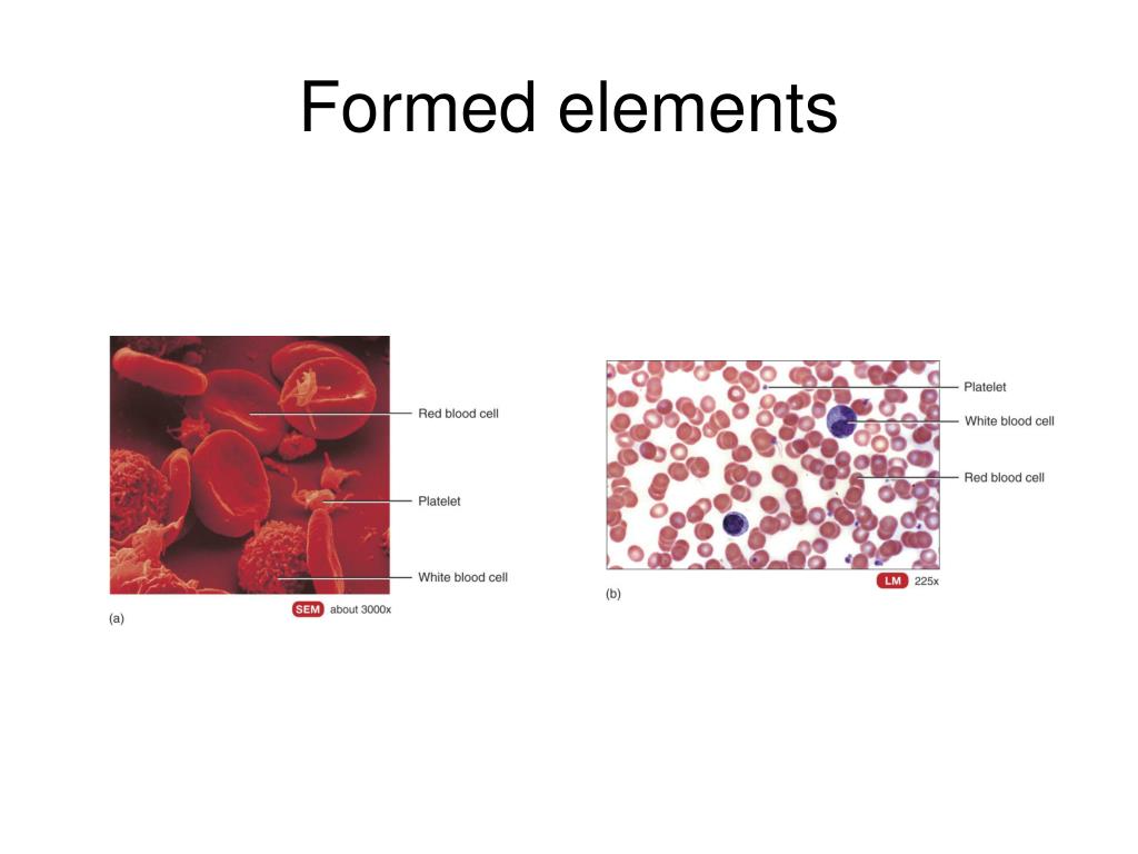 PPT - Blood PowerPoint Presentation, free download - ID:2399804