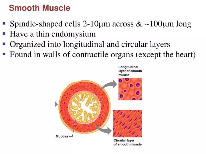 PPT - Smooth Muscle PowerPoint Presentation, free download - ID:2401776