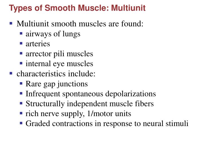 PPT - Smooth Muscle PowerPoint Presentation - ID:2401776