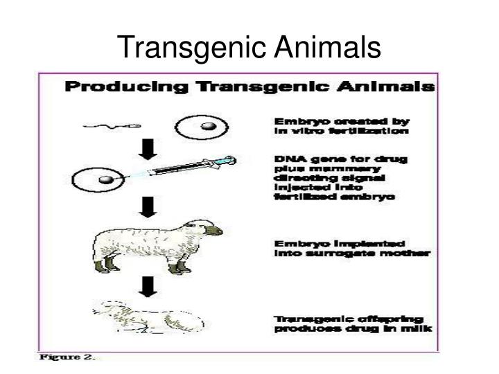 PPT - Biotechnology PowerPoint Presentation - ID:2401842