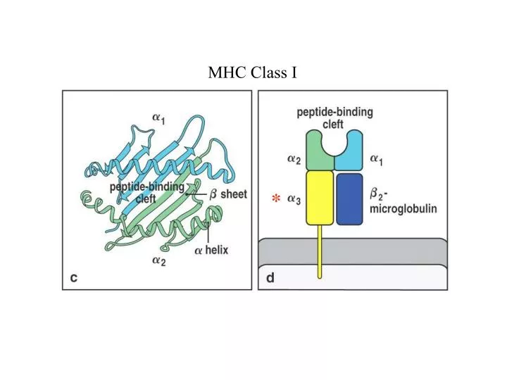 PPT - MHC Class I PowerPoint Presentation, free download - ID:2401915