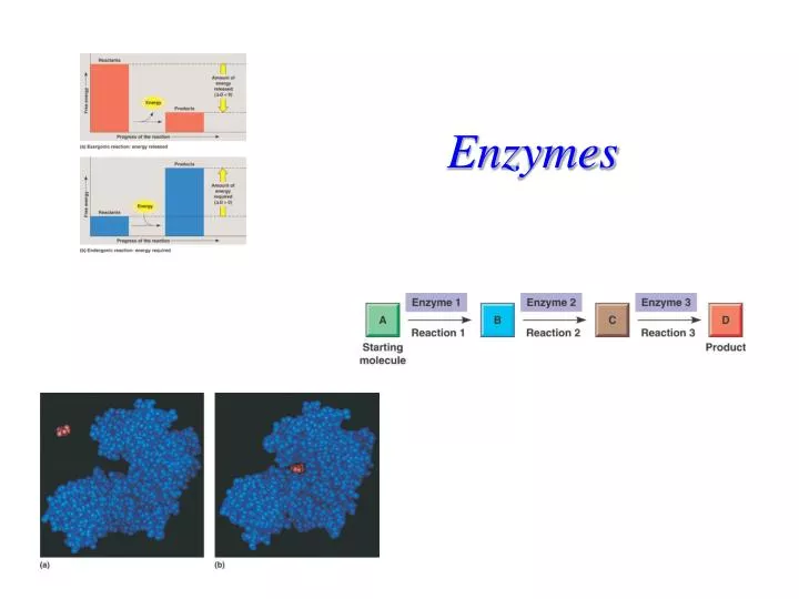 PPT - Enzymes PowerPoint Presentation, free download - ID:2402046