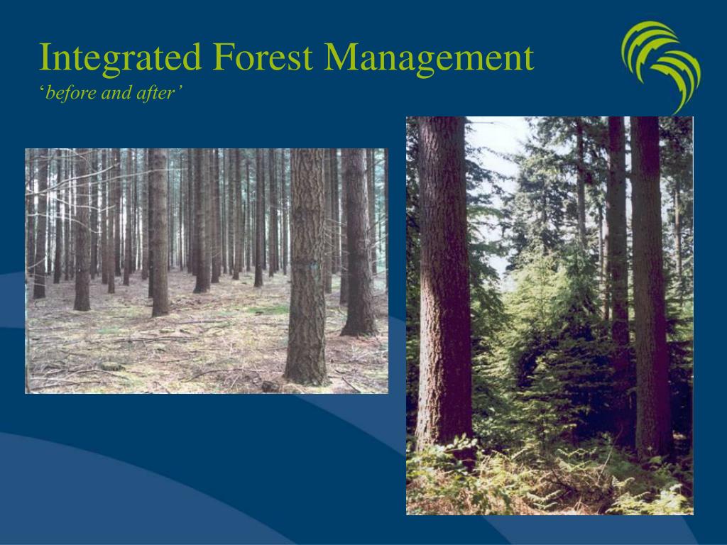 PPT - Forest Products Markets in Western European Urbanized Society ...