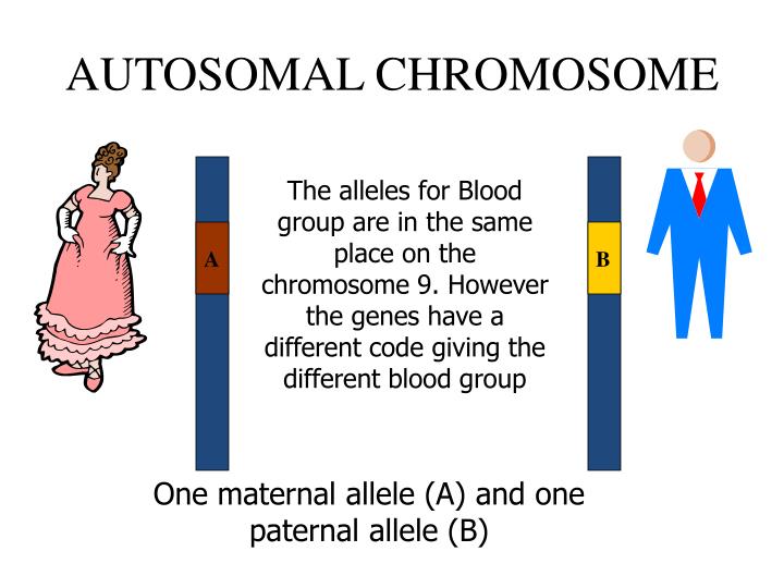 PPT - Genetics of ABO Blood groups and Rhesus factor PowerPoint ...
