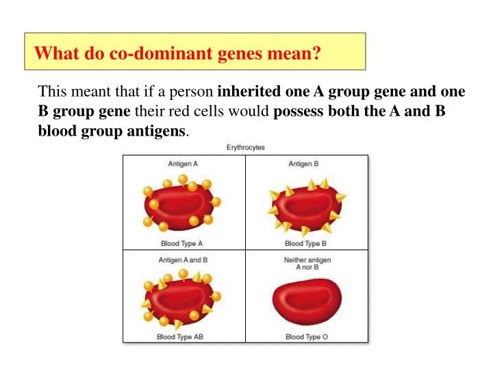 PPT - Genetics of ABO Blood groups and Rhesus factor PowerPoint ...