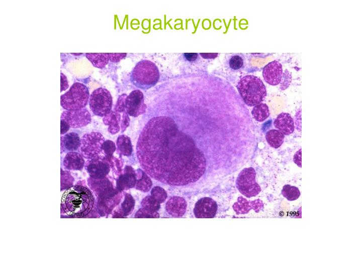 PPT - Granulopoiesis PowerPoint Presentation - ID:2402074