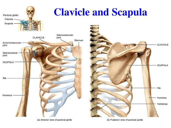 PPT - Appendicular Skeleton PowerPoint Presentation - ID:2402567