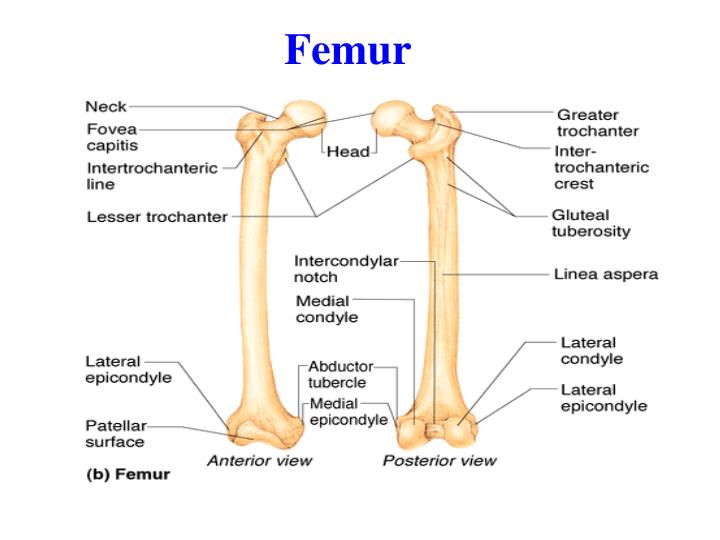PPT - Appendicular Skeleton PowerPoint Presentation - ID:2402567