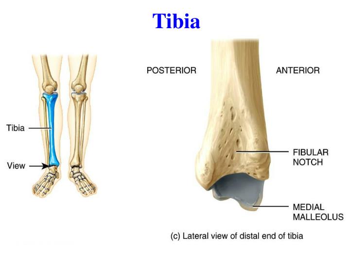 PPT - Appendicular Skeleton PowerPoint Presentation - ID:2402567
