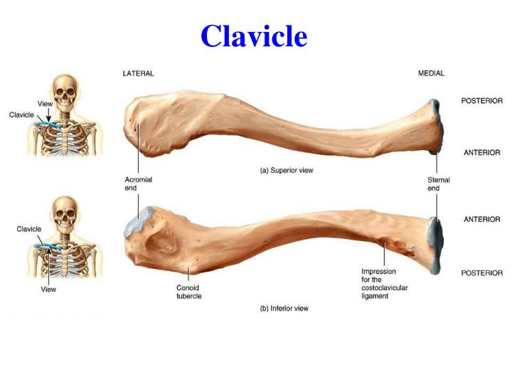 PPT - Appendicular Skeleton PowerPoint Presentation - ID:2402567