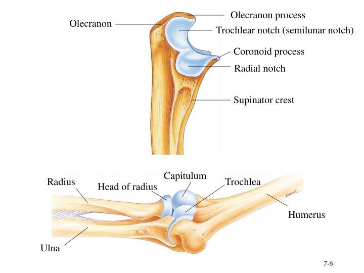 PPT - Clavicle PowerPoint Presentation - ID:2402581