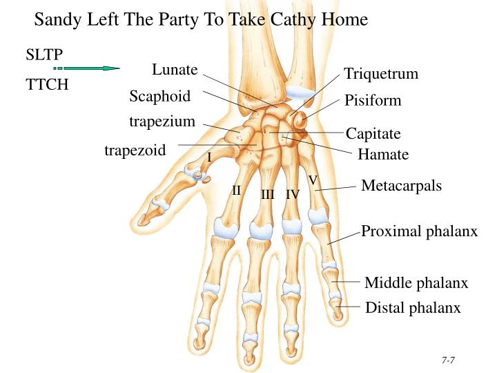 PPT - Clavicle PowerPoint Presentation - ID:2402581