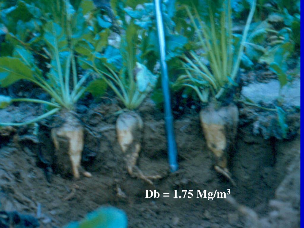 PPT - Basic Soil Science W. Lee Daniels wdaniels@vt ; 540-231-7175 ...