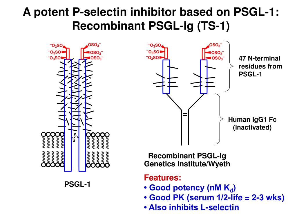 PPT - Glycans in the Biotechnology and Pharmaceutical Industries ...