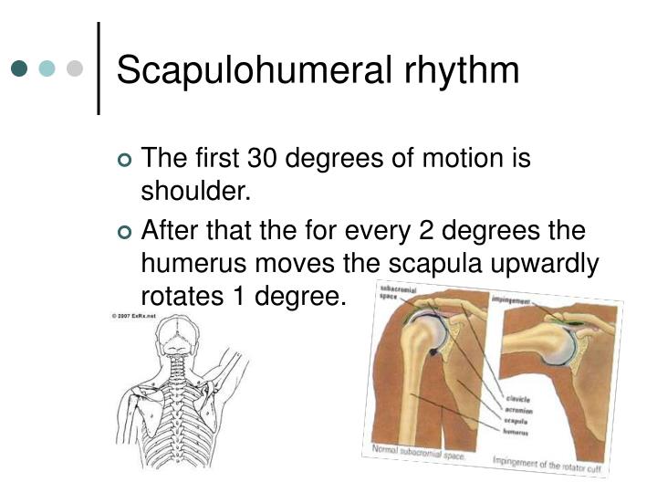 PPT - Shoulder Girdle PowerPoint Presentation - ID:2402845