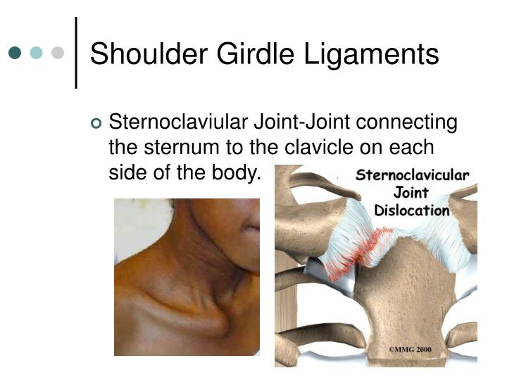 PPT - Shoulder Girdle PowerPoint Presentation - ID:2402845