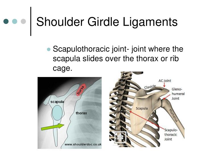 PPT - Shoulder Girdle PowerPoint Presentation - ID:2402845