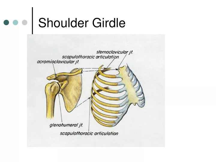 Shoulder Girdle