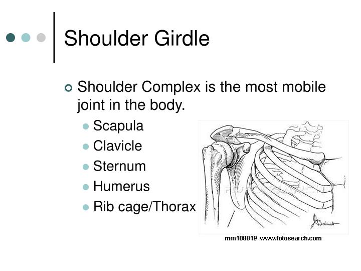 PPT - Shoulder Girdle PowerPoint Presentation - ID:2402845