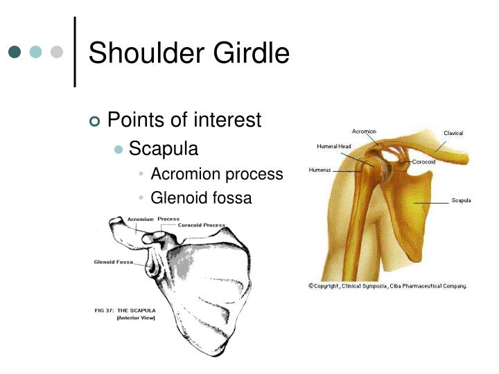 PPT - Shoulder Girdle PowerPoint Presentation - ID:2402845