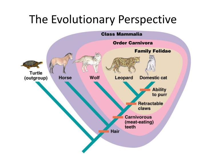 PPT - The Major Lineages of Life PowerPoint Presentation - ID:2403575