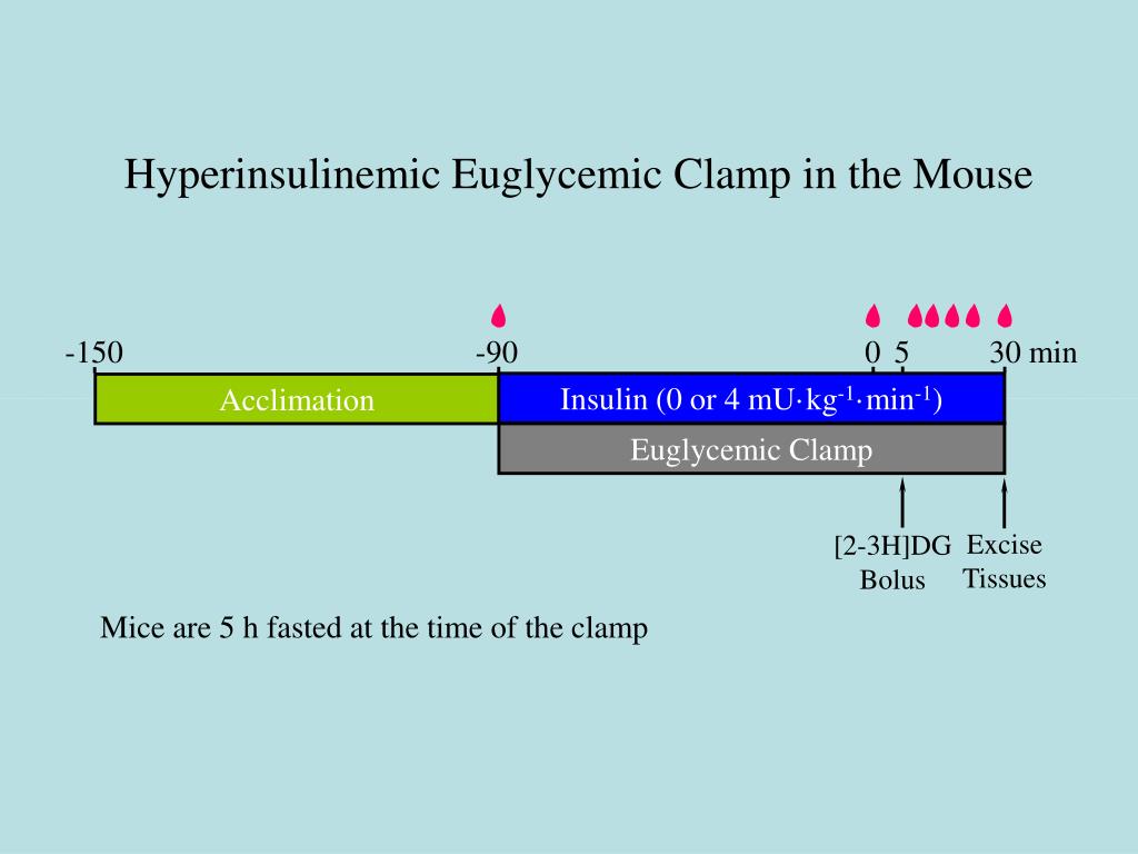 PPT - Regulation of Muscle Glucose Uptake PowerPoint Presentation, free ...