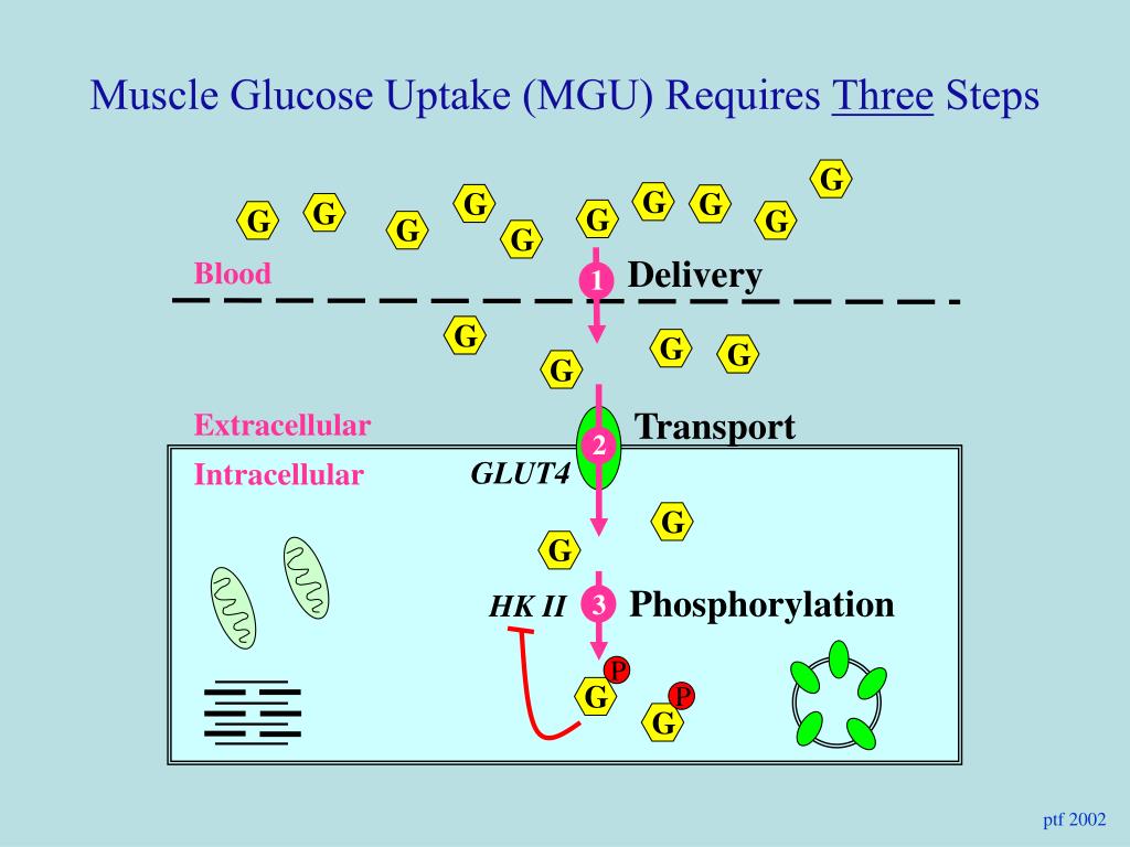 PPT - Regulation of Muscle Glucose Uptake PowerPoint Presentation, free ...