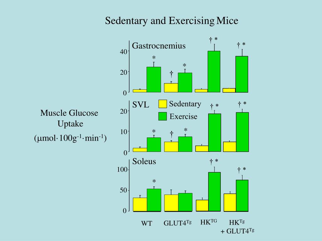 PPT - Regulation of Muscle Glucose Uptake PowerPoint Presentation, free ...