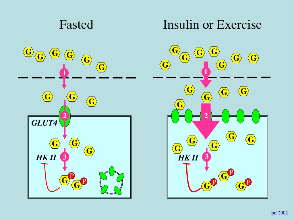 PPT - Regulation of Muscle Glucose Uptake PowerPoint Presentation, free ...