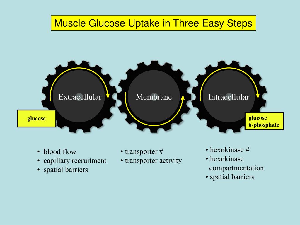 PPT - Regulation of Muscle Glucose Uptake PowerPoint Presentation, free ...