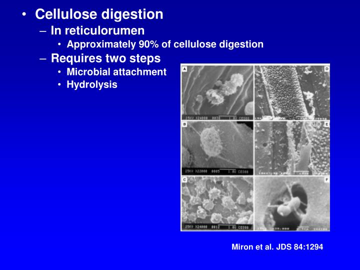 PPT - Rumen Microbiology PowerPoint Presentation - ID:2405120