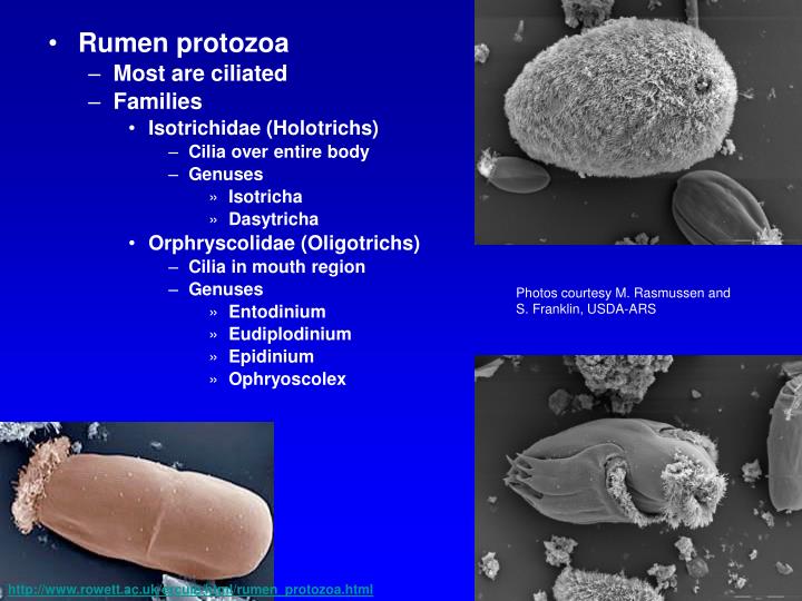 PPT - Rumen Microbiology PowerPoint Presentation - ID:2405120