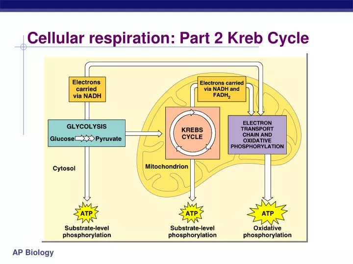 PPT - Cellular respiration: Part 2 Kreb Cycle PowerPoint Presentation ...