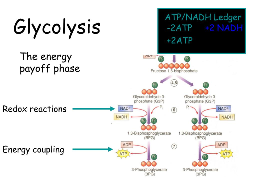 PPT - Cellular Respiration: Harvesting Energy from Glucose PowerPoint ...
