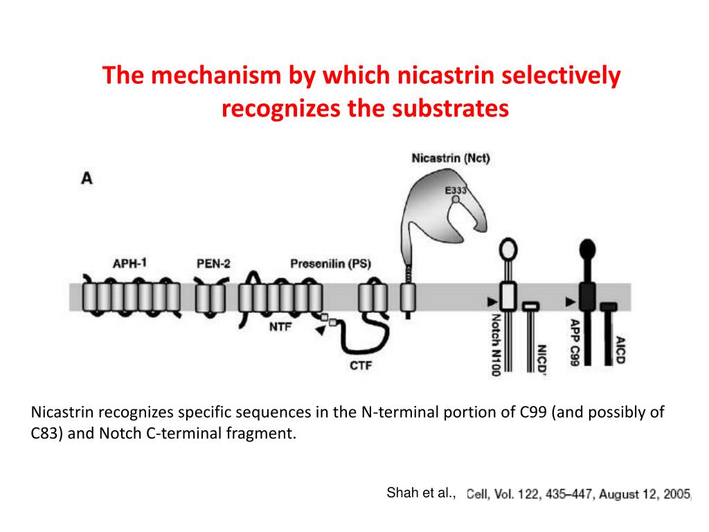 PPT - November 29 th Therapeutic approaches in AD: -Beta and gamma ...