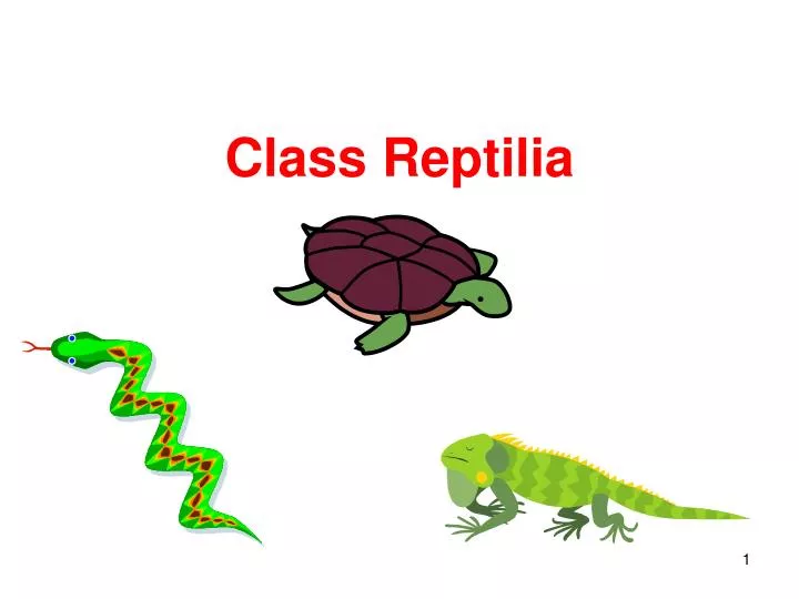 PPT - Class Reptilia PowerPoint Presentation, free download - ID:2405705
